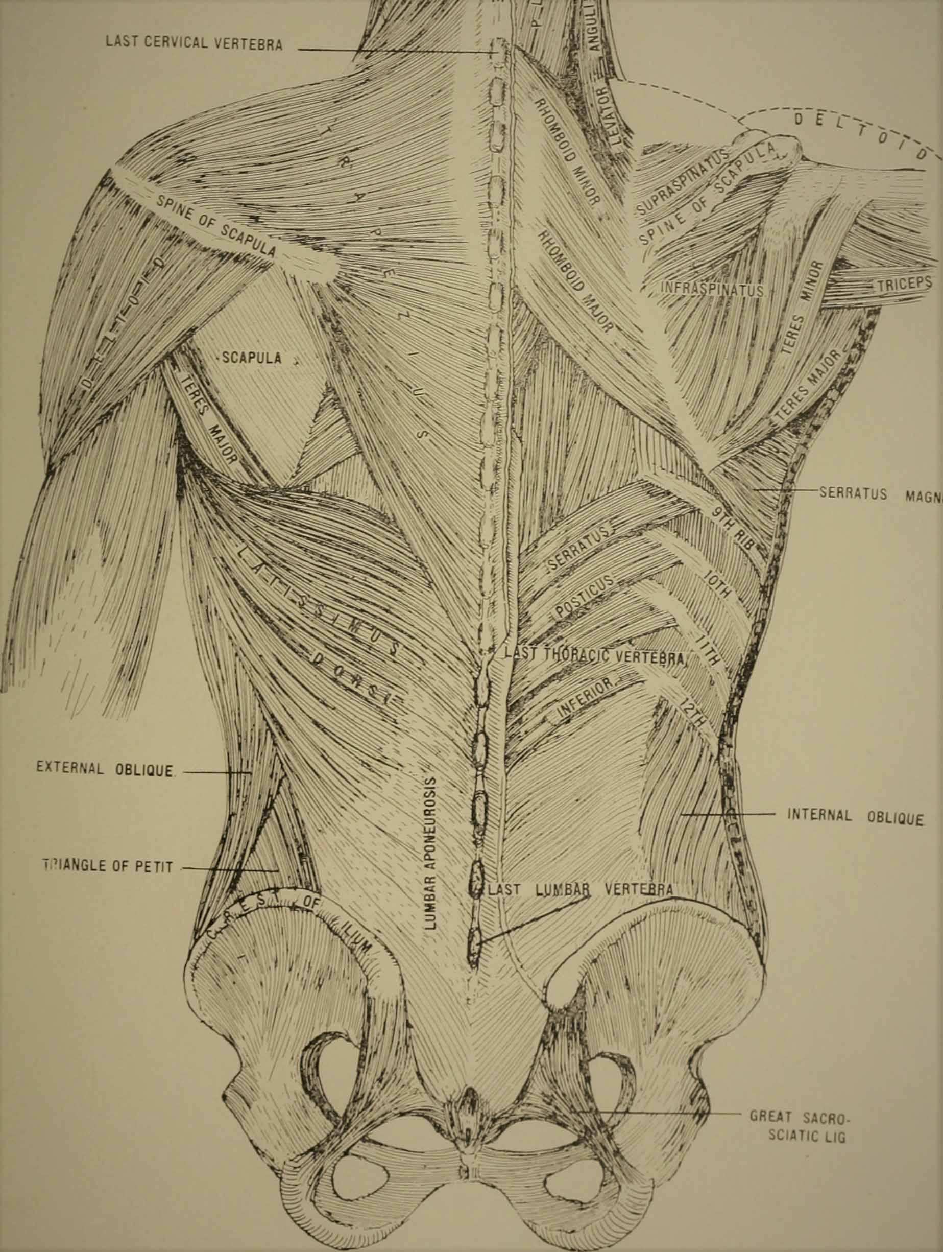 Alexander Technique – Learn how to correct your body posture - Learn ...